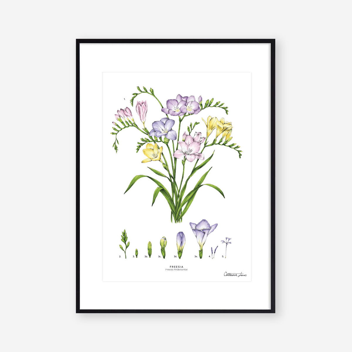 Freesia - Art Print – Catherine Lewis Design